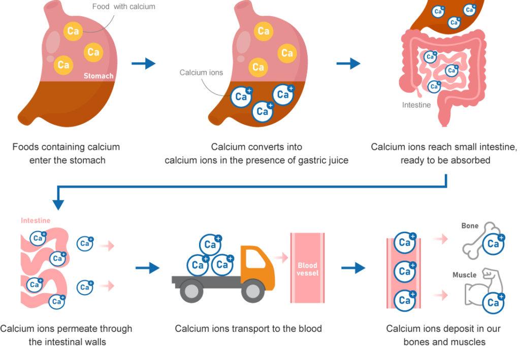 Casein Phosphopeptides boost calcium absorption | ActiCPP® (CPP)